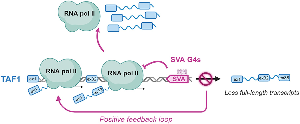 G4 structures in SVA retrotransposons – The Schotta Lab